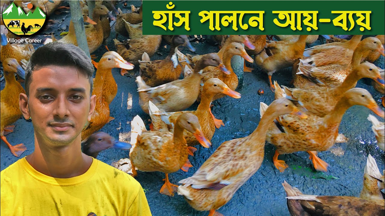 ১০০ হাঁস পালনে লাভ কেমন?হাঁস পালনে লাভ ক্ষতি। Ducks Farming। Deshi hash ...