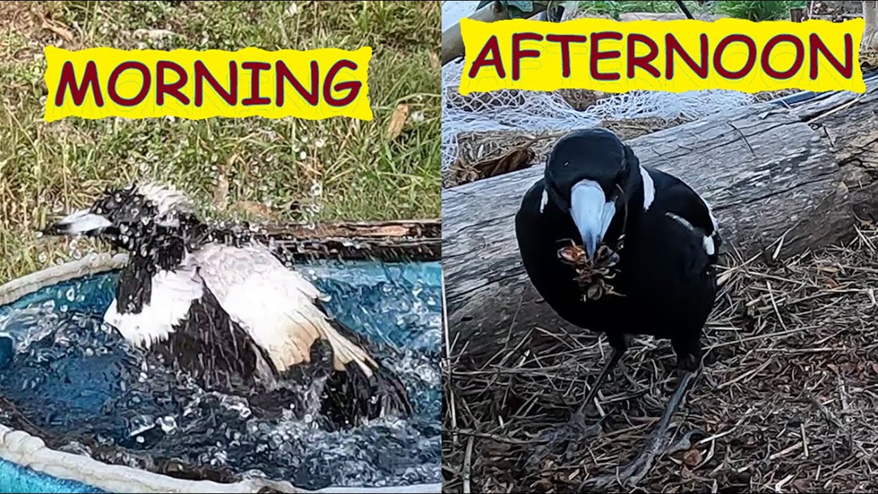 Lady Magpie bathes in the morning, collects in the evening; he's pretty ...