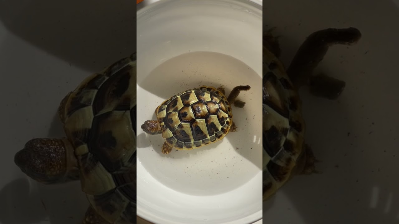 POOP OF MY HERMANN TORTOISE. This is how she poop😂😂😂 - YouTube