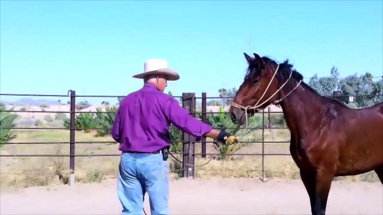 TRAINING DAKOTA - Episode 2 Catching and Haltering a Wild Mustang Part ...