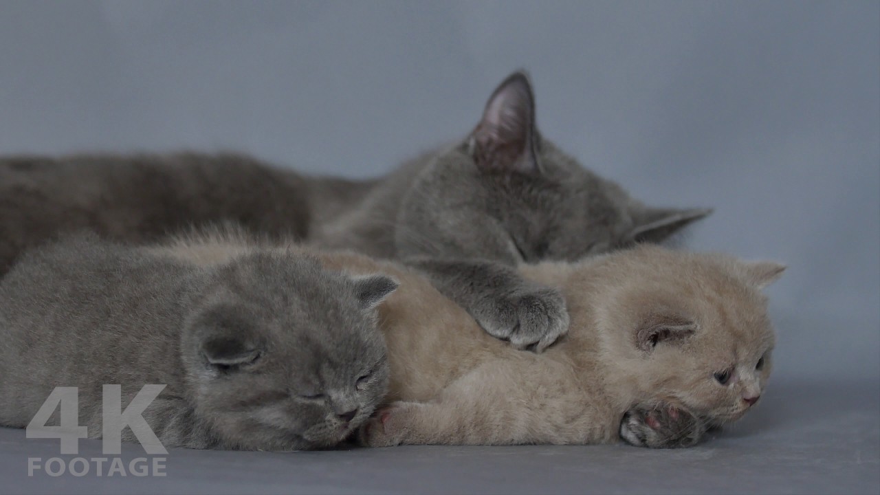 Cute Kittens with Mother, 29 Days - 4K footage - YouTube