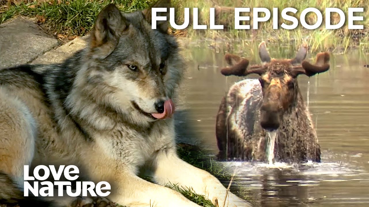 Moose v.s. Wolves: Epic Island Battle | Great Lakes Wild 101 - YouTube