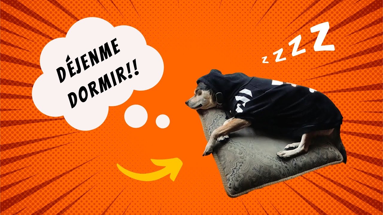 El Perro más FLOJO del Mundo - YouTube