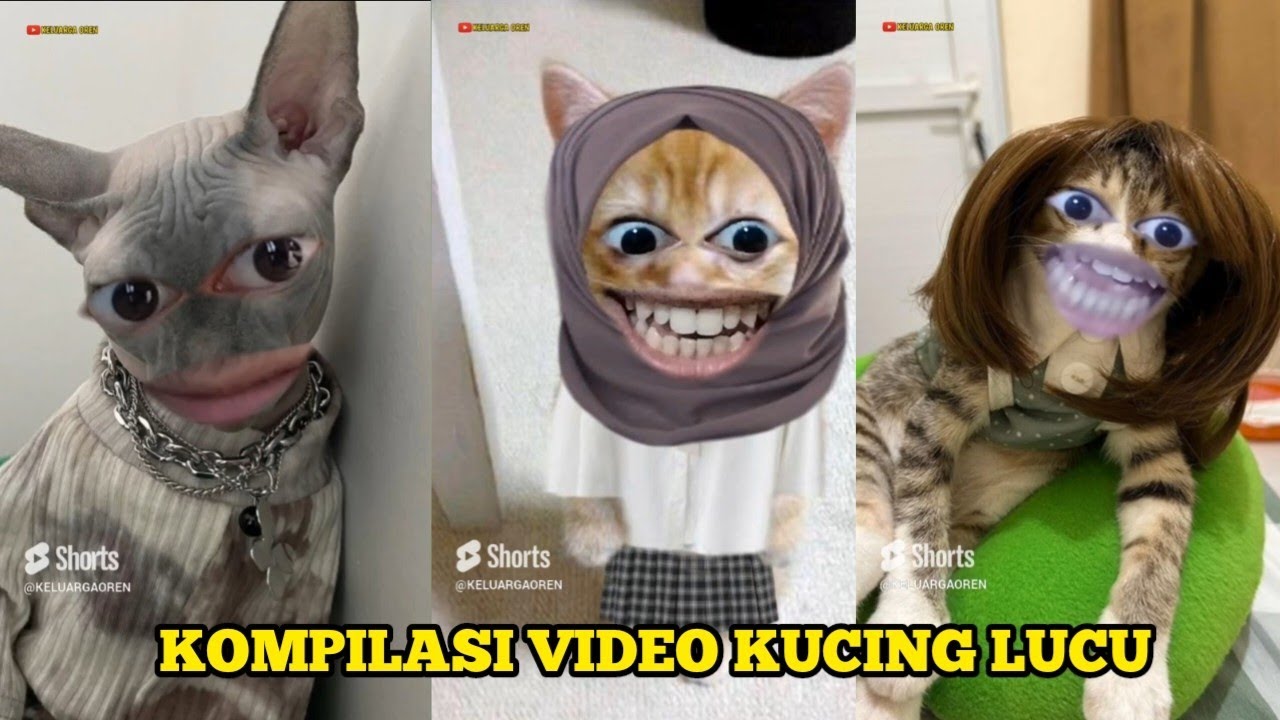 Kompilasi video lucu kucing bisa ngomong part 16 - YouTube