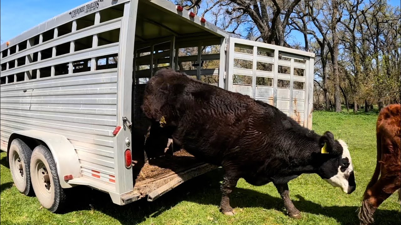 The Great Cattle Shuffle Begins! - YouTube