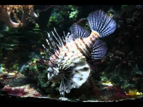 Barbeled Dragonfish 878 - YouTube