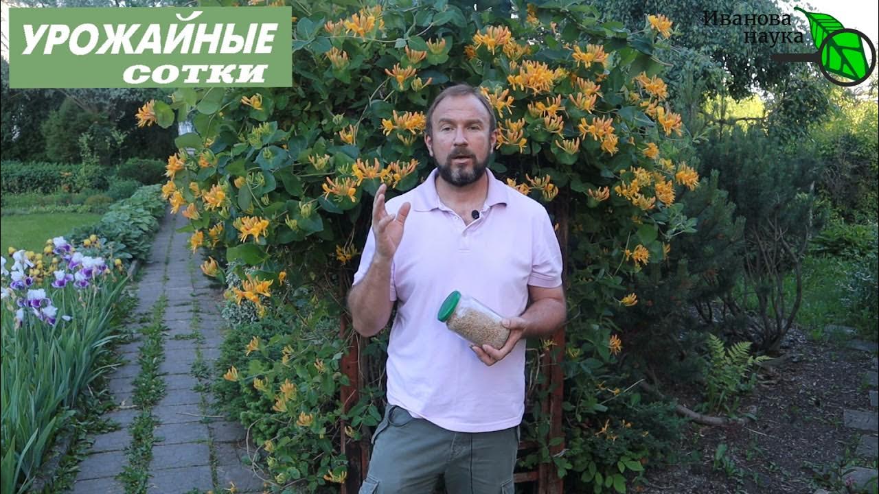 ДОМАШНЯЯ ТРИХОДЕРМА - мощное оружие в борьбе за урожай! Применение ...
