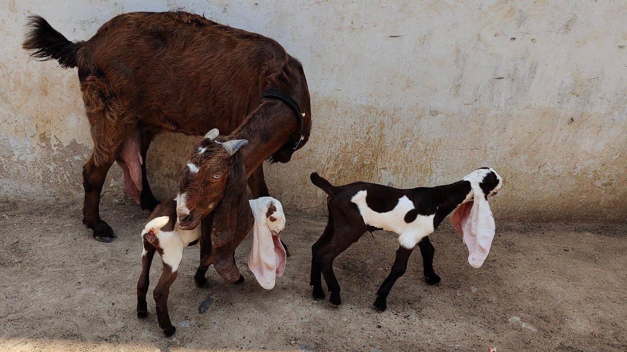 hyderabadi goats kids pure Hyderabadi breed ke bakre in Hyderabad - YouTube