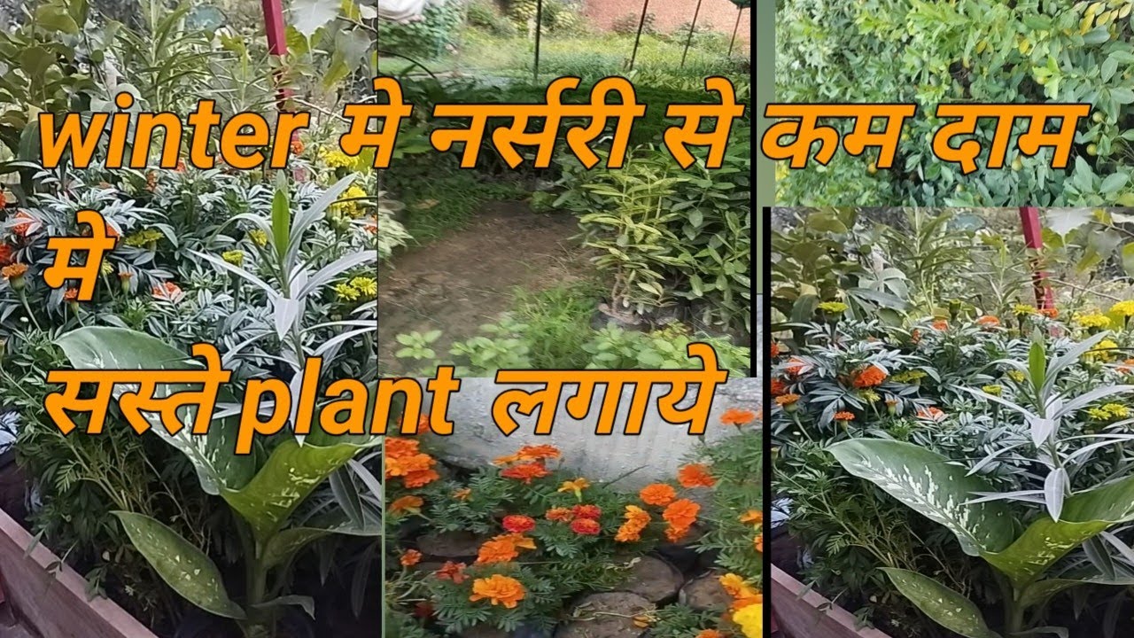 winter ⛄ के मौसम मे नर्सरी से कम दाम वाले plants kon kon से अपने garden ...