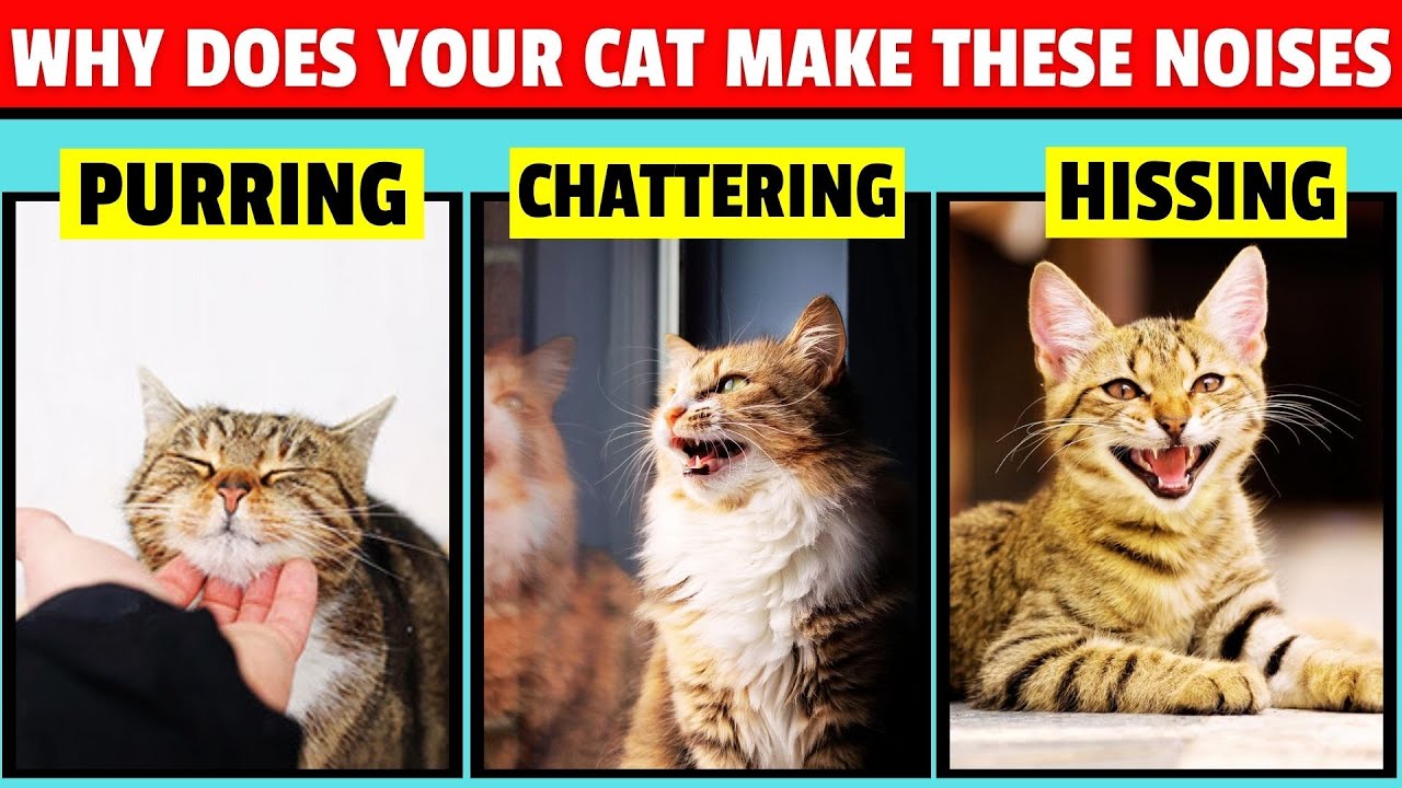11 Sounds Cats Make and What They Mean - YouTube