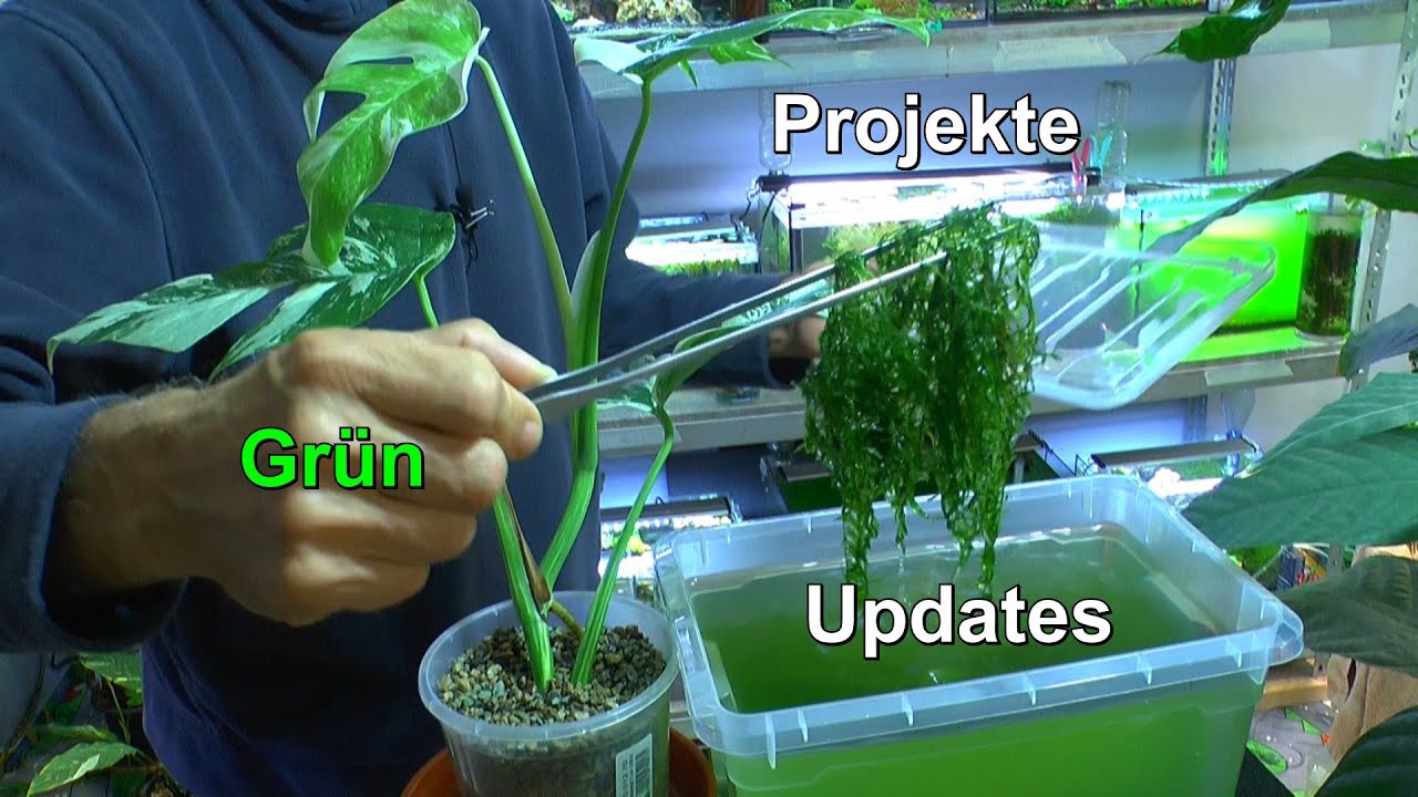 Grün mit Pflanzen und Garnelen. Beides gut versorgen mit Projekt ...