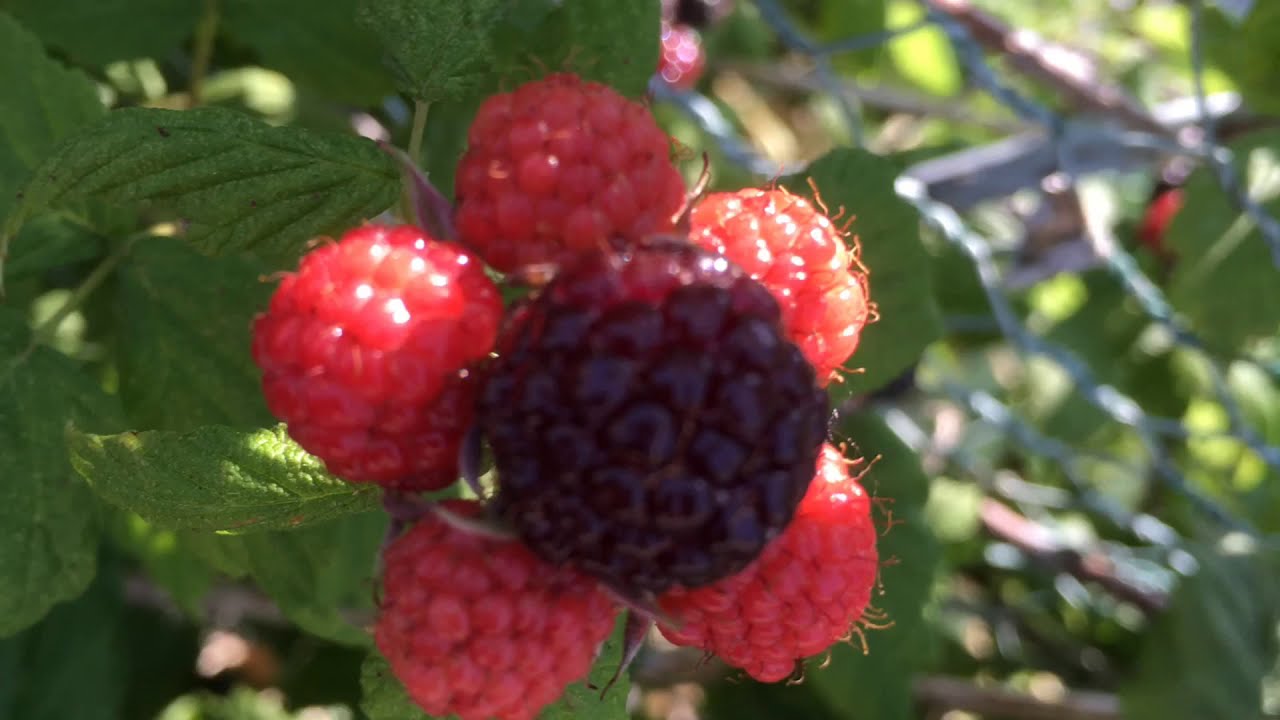 6/7-1. 복분자, 살구나무 Rubus coreanus ,Apricot Rubus coreanus is good for ...