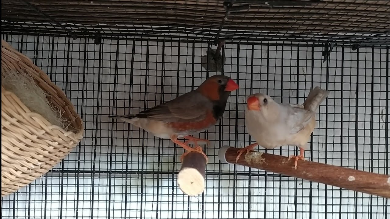 Zebra Finch BF and Isabel || Ling Ida - YouTube