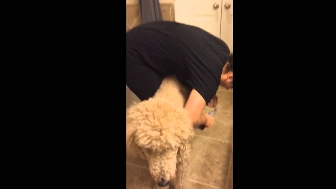 Grinding dogs nails with Dremel - standard poodles - YouTube