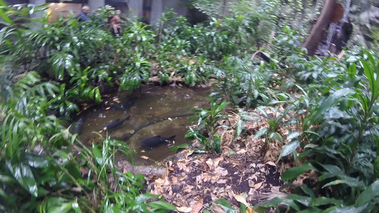 Rain Forest inside Ontario Science Center - YouTube