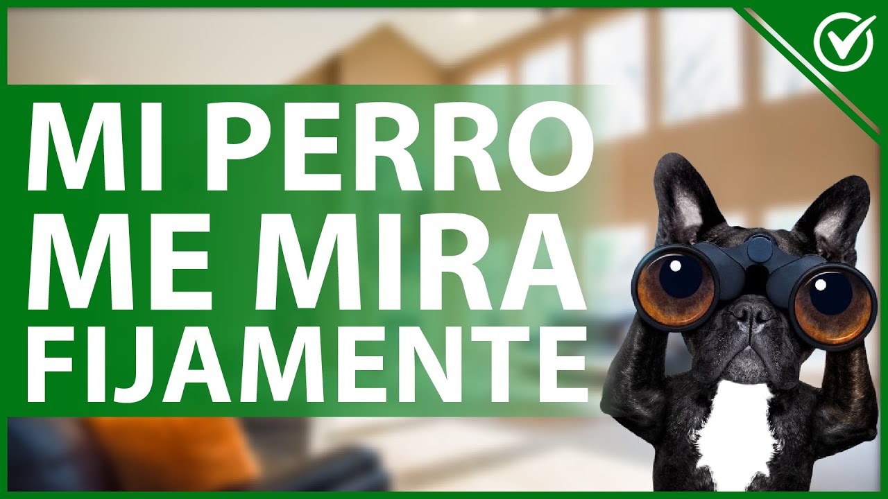 🐶 ¿Por Qué mi Perro me Mira Fijamente a los Ojos? - Todos los ...