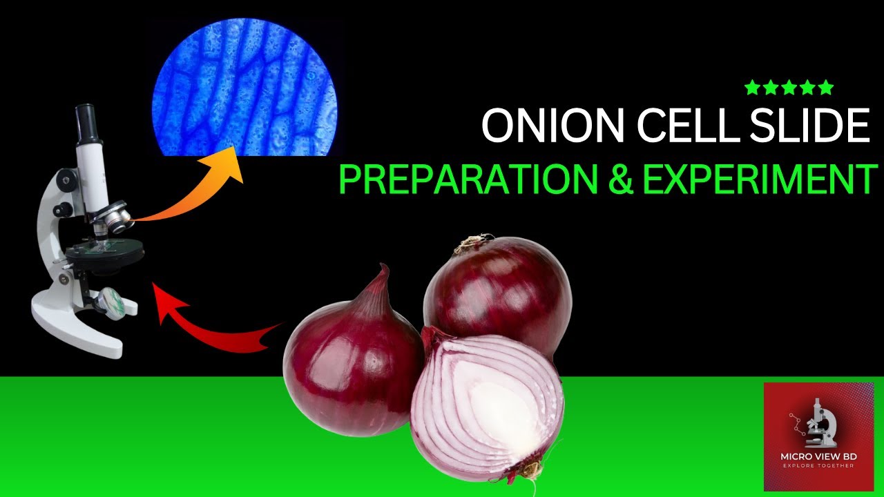 Onion Cell Slide Preparation and Experiment with Microscope - YouTube