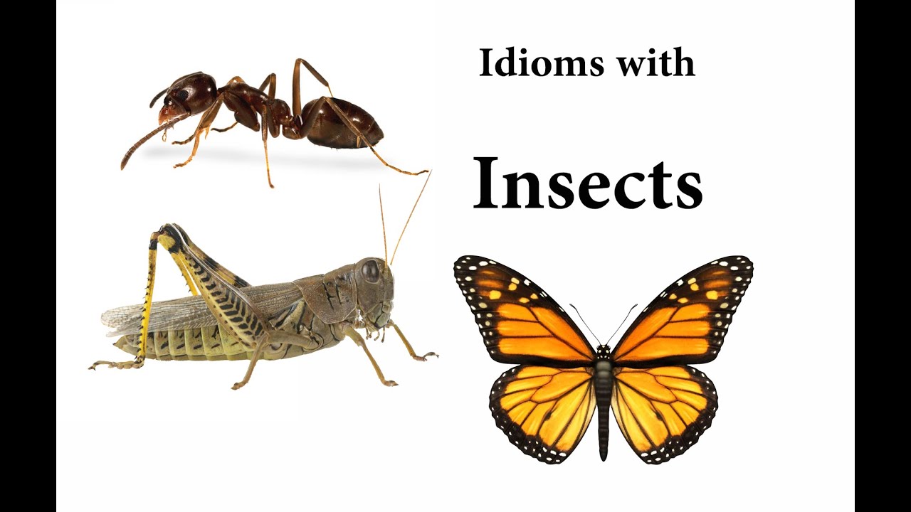 Idioms with Insects - YouTube