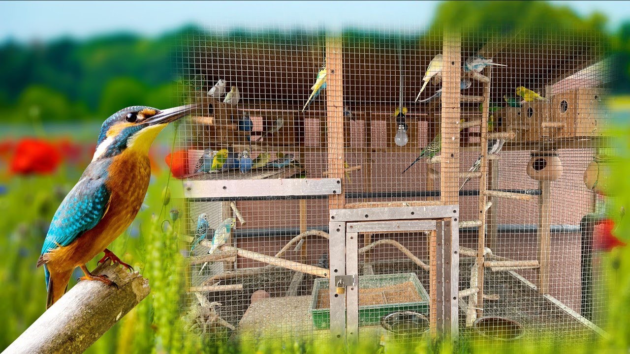 World Environment day Finale - YouTube