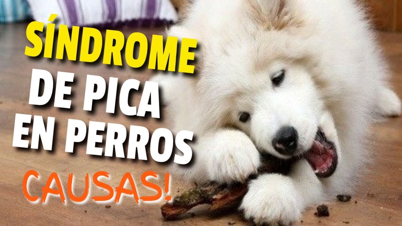 Que Es La Pica En Un Perro