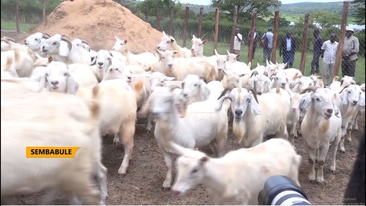 Goat roll-out - Goat farmers receive imported breeding goats for ...