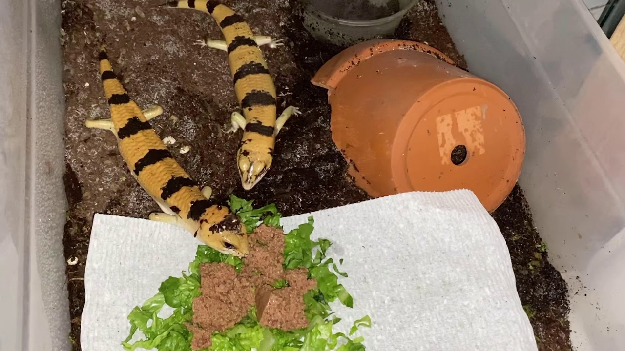 Peters Banded Skinks Eating - YouTube