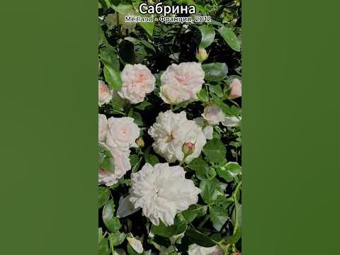 Роза Сабрина в продаже! 31.07.23 - YouTube
