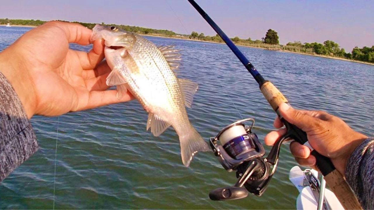 Fishing for WHITE PERCH on the Patuxent River! - YouTube