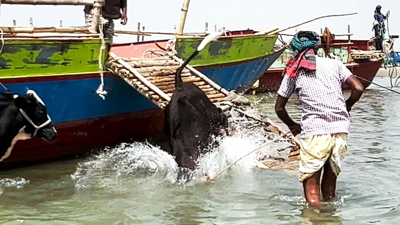Cow in water | Cow Unloading From Boat at Very Popular Village Cattle ...