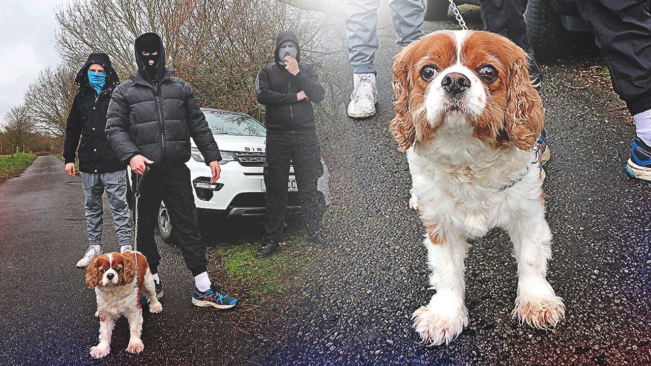 ROADMEN STOLE MY DOG!! - YouTube