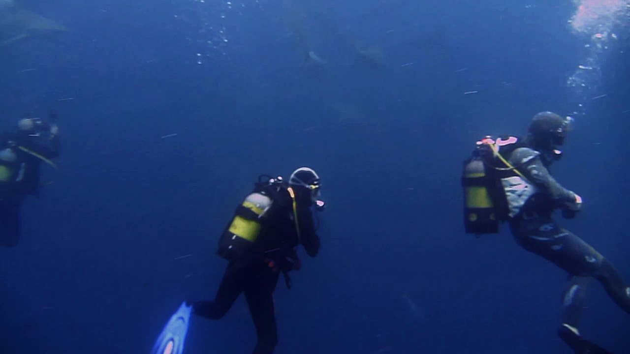 Shark Diving. Protea Banks, South Africa. Baited Dive Clips - YouTube