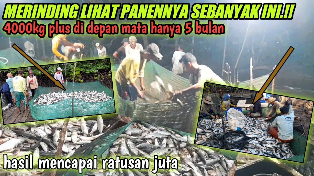 MERINDING !! PANEN IKAN BANDENG 4000KG DALAM 5 BULAN part 1 ...