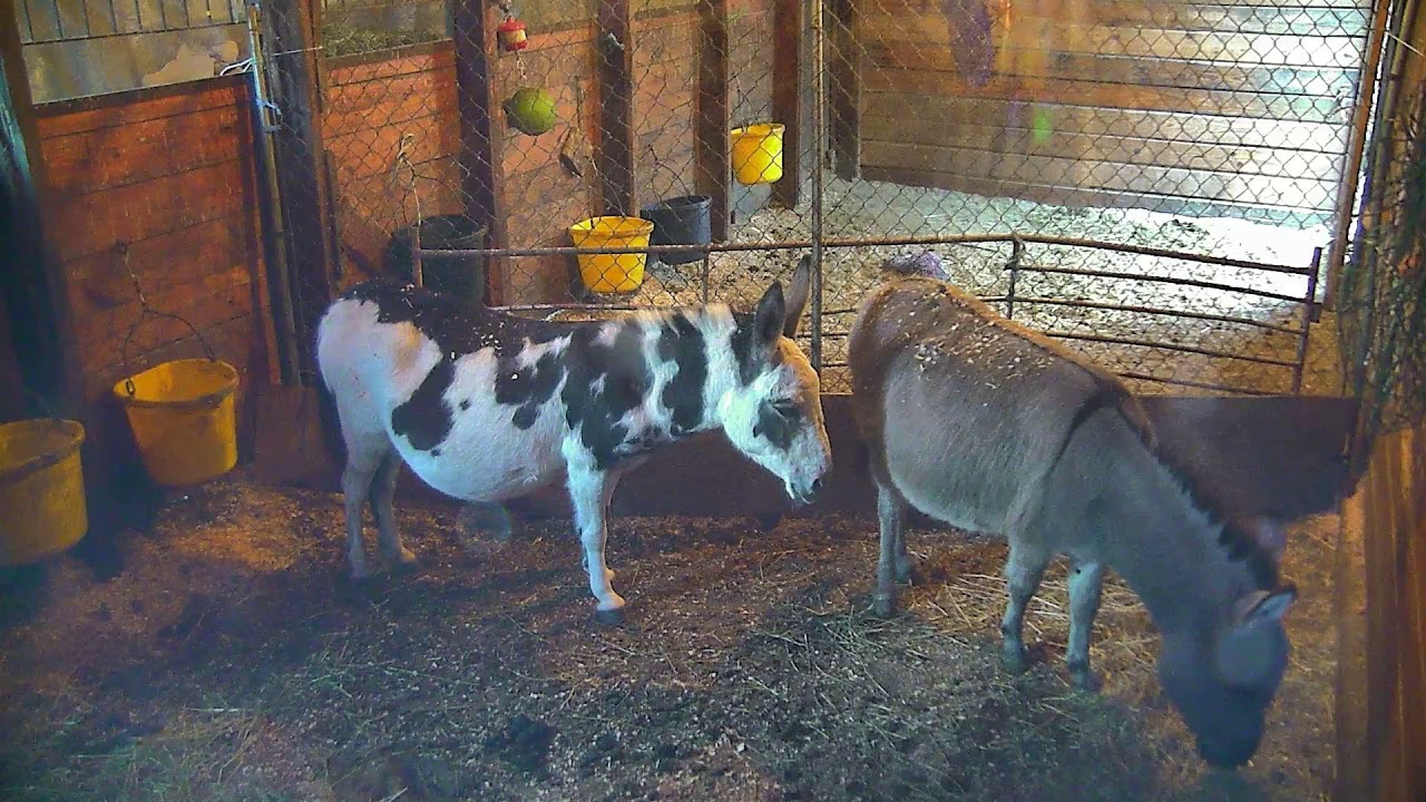 Donkey Barn Cam 12-01-2017 04:56:57 - 05:56:58 - YouTube