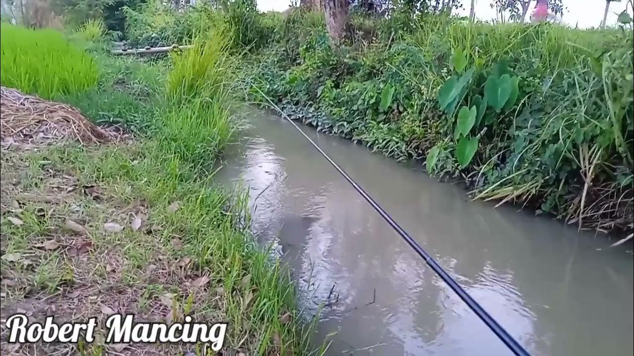 Mancing Ikan wader lagi, di irigasi pinggir jalan - YouTube