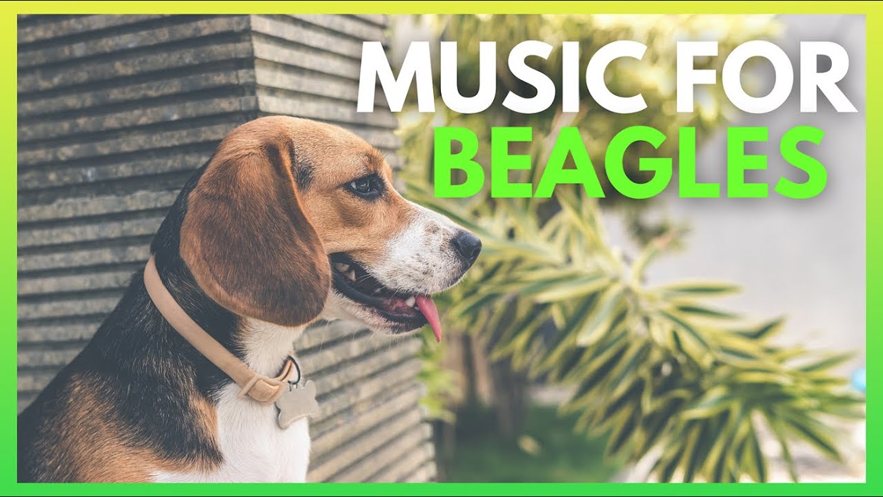 Super Effective Relaxing Music for Beagles! Soothing and Calming ...