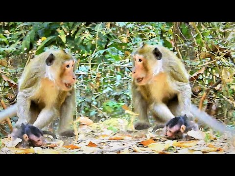THE MISERABLE LIFE OF BABY MONKEY ANISSA_WHY BAD KING ARON DID TO DO ...
