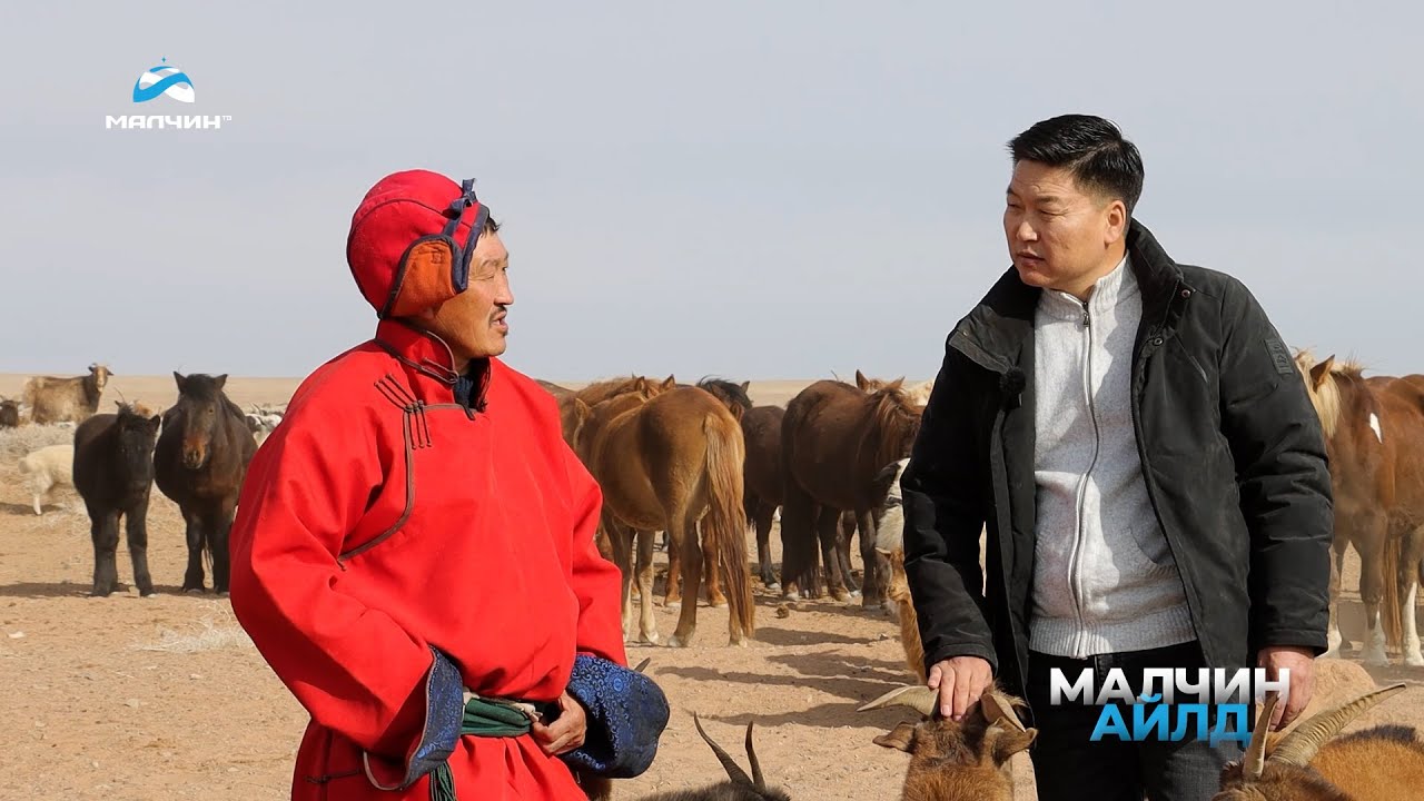 [ Малчин айлд ] нэвтрүүлэг 14 ᠌᠌Өмнөговь аймгийн Ханбогд сумын малчин Уяач О Баттулга Youtube