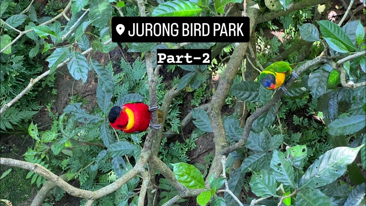 BIRDS SHOW , BIRDS PARK, SINGAPORE . - YouTube