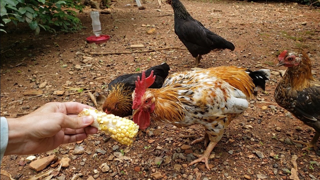 Galo Comendo Milho Cru - YouTube