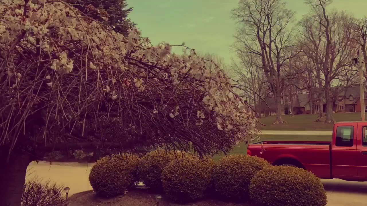 trees - YouTube