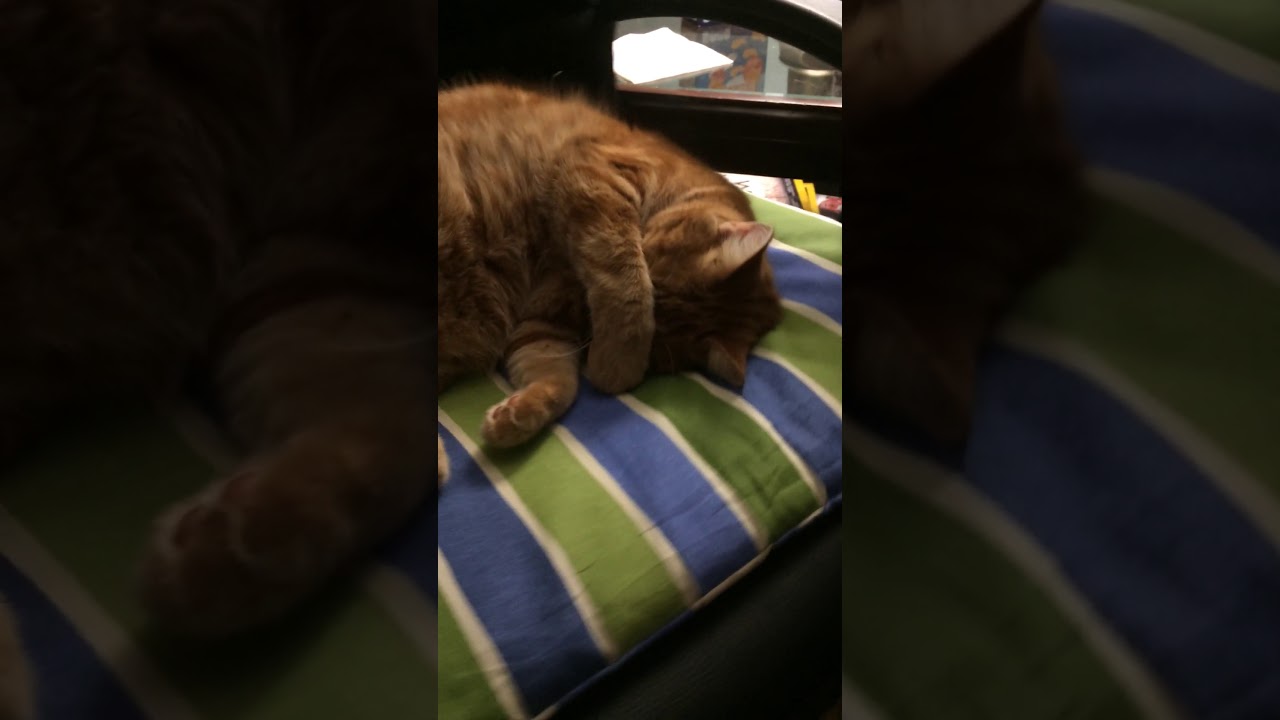 Dabbing cat - YouTube