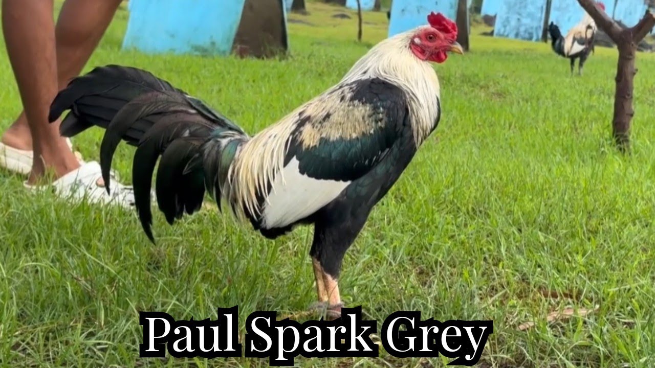 PAUL SPARK GREY - YouTube