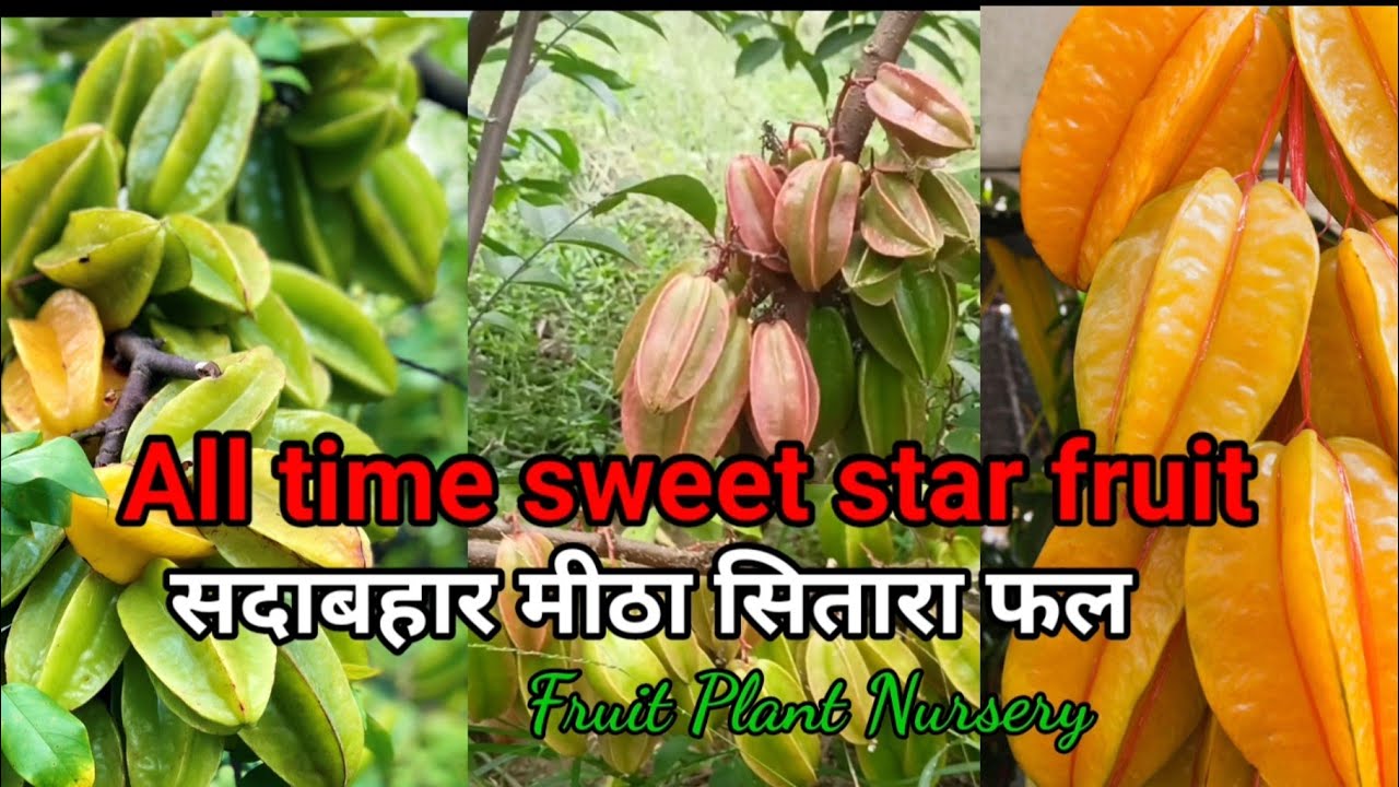 All time sweet star fruit || सर्वकालिक मीठा सितारा फल || Fruit Plant ...