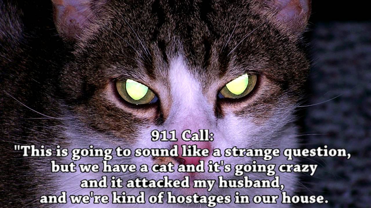 Woman dials 911 to report being held hostage by her cat - YouTube