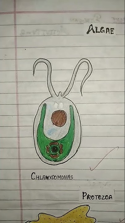 science diagram of bacteria, protozoa ,fungi, algae and virus - YouTube