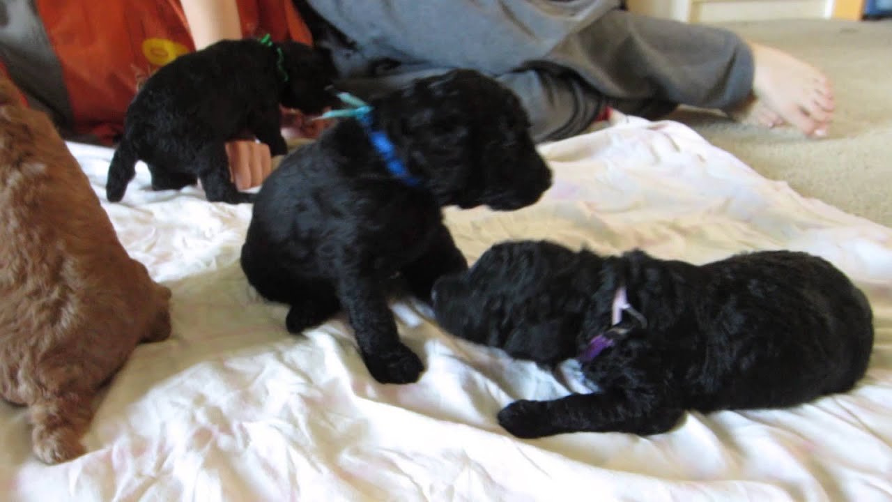 Red and black standard poodle puppies being oh so cute #16 - YouTube