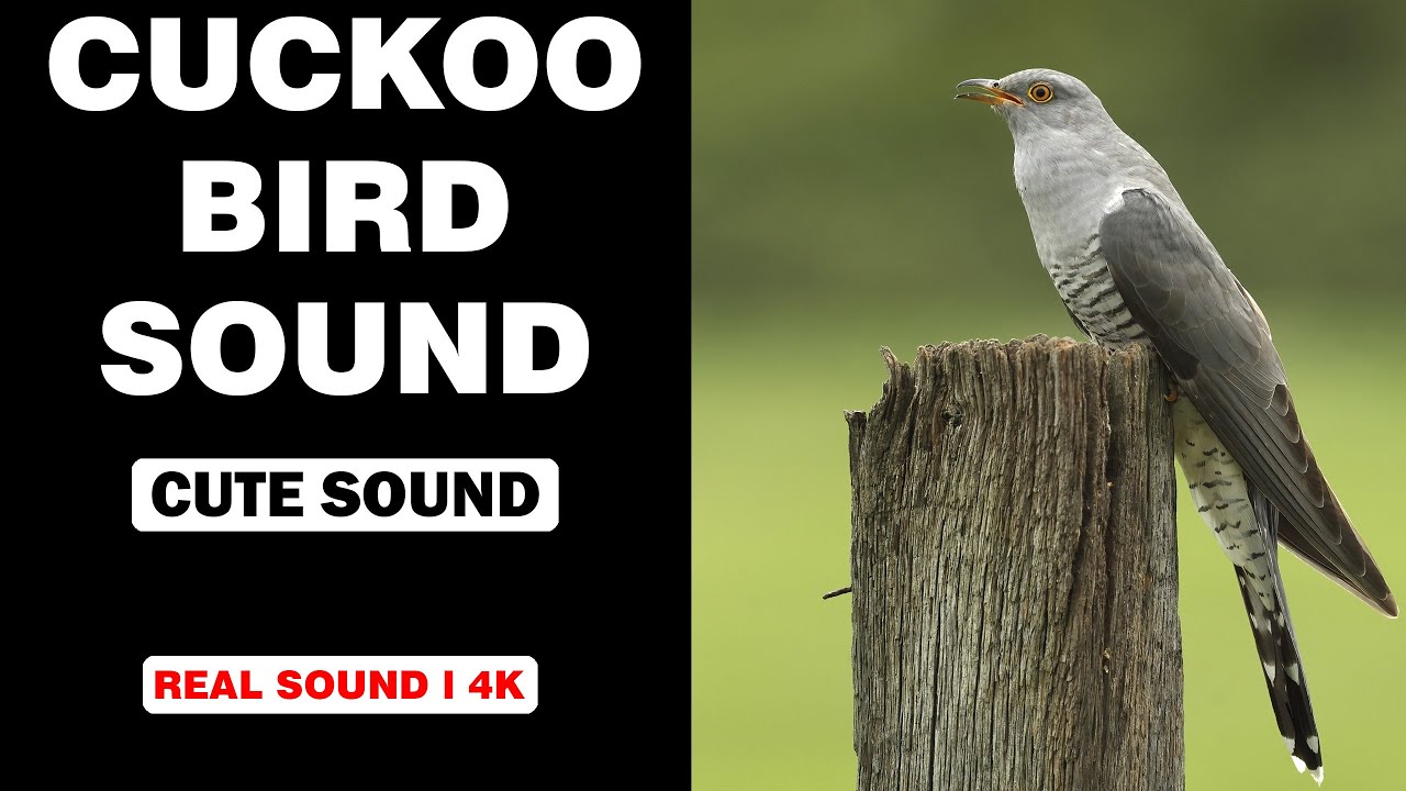 Real Cuckoo Bird Sounds | High Quality | Cute Cuckoo Bird Sound ...