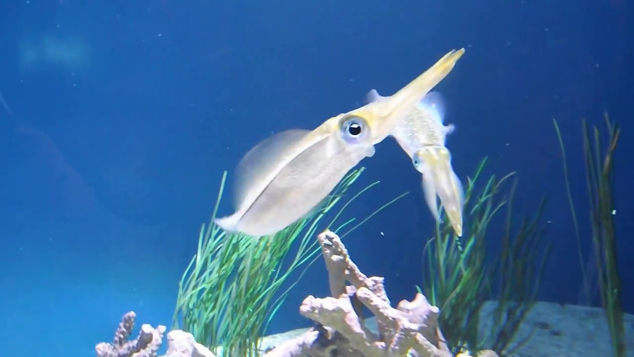 RARE Footage of Twin Squid Dance - YouTube