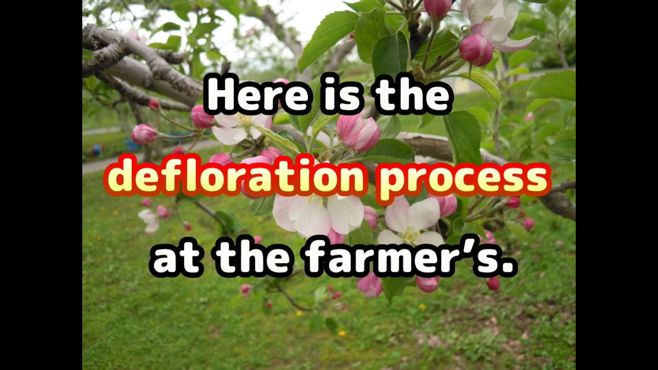 【Defloration Process】 When the apple flowers bloom… Beginning of the ...