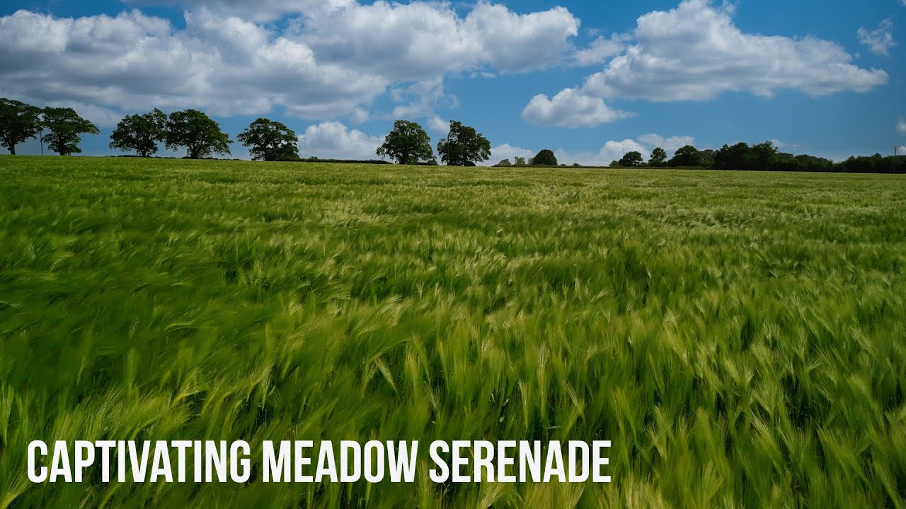 Spring Meadow ASMR Ambience: Sounds of Nature for Sleep, Study and ...